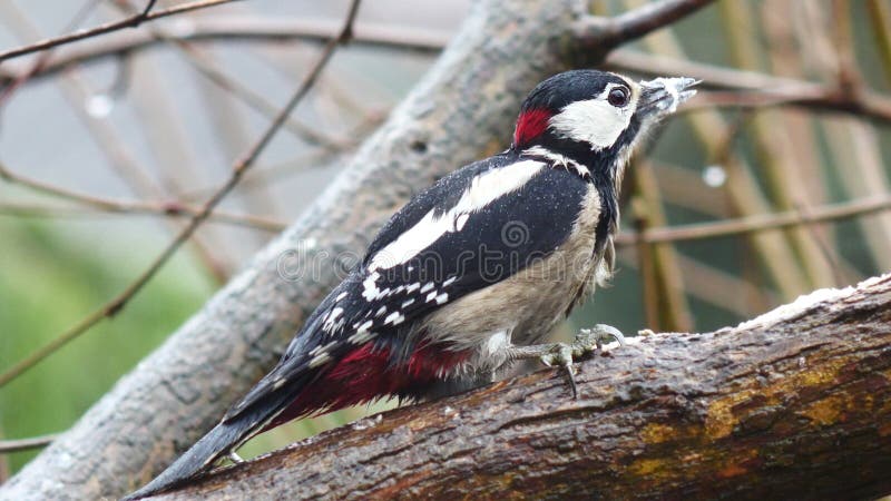 Big woodpecker stock photo. Image of european, hole, bark - 65658658