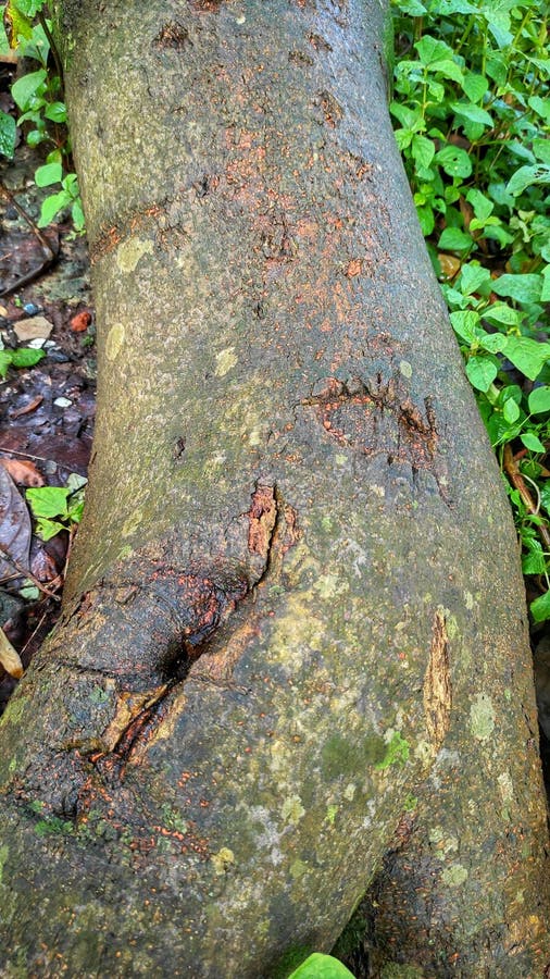 Big Woody Roots in the Forest Stock Photo - Image of plant, deciduous ...