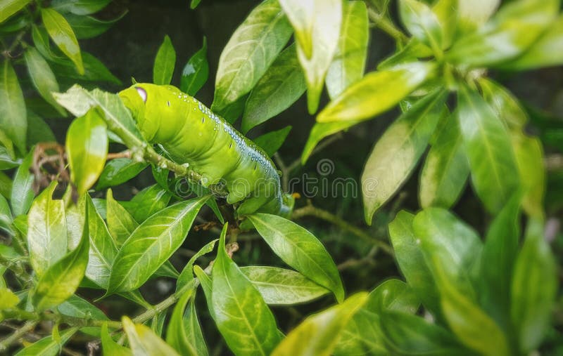 A Green Big Worm stock photo. Image of taking, enjoy - 74128980