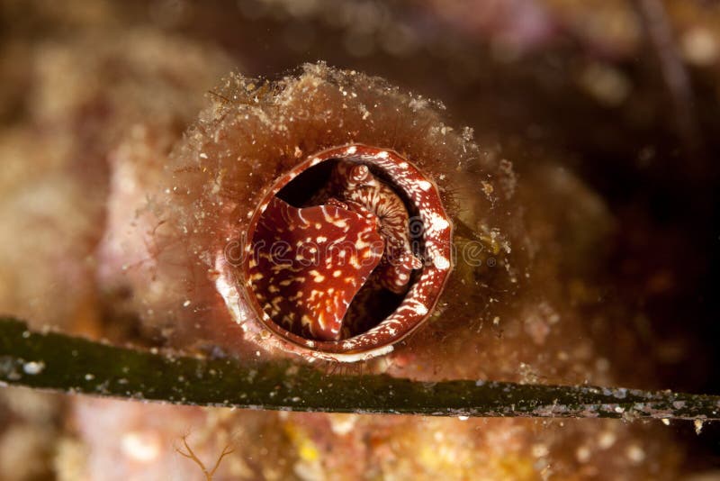 Big Worm Snails, Thylacodes Arenarius Stock Image - Image of trip ...