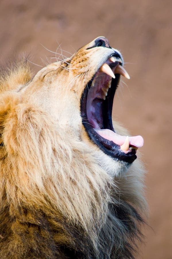 11,875 Animal Yawn Stock Photos - Free & Royalty-Free Stock Photos from ...