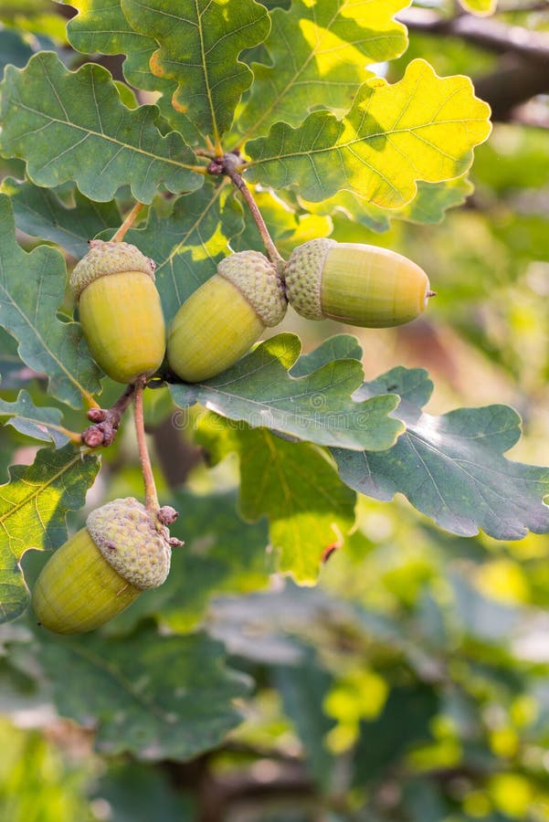 Big Yellow Acorns on Oak Tree Green Leaves Stock Image - Image of ...