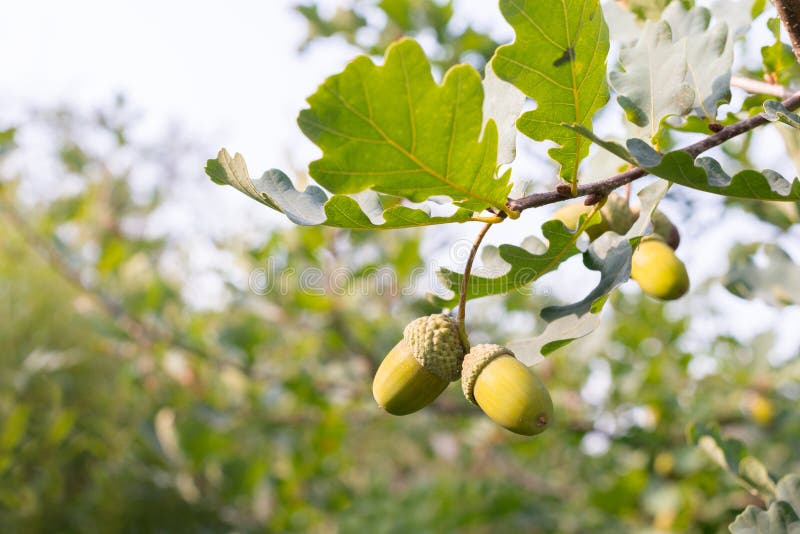 Big Yellow Acorns on Oak Tree Green Leaves Stock Image - Image of nuts ...