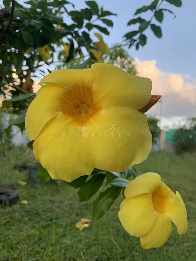 Yellow Allamanda Cathartica Flowers Isolated on White Background. Stock ...