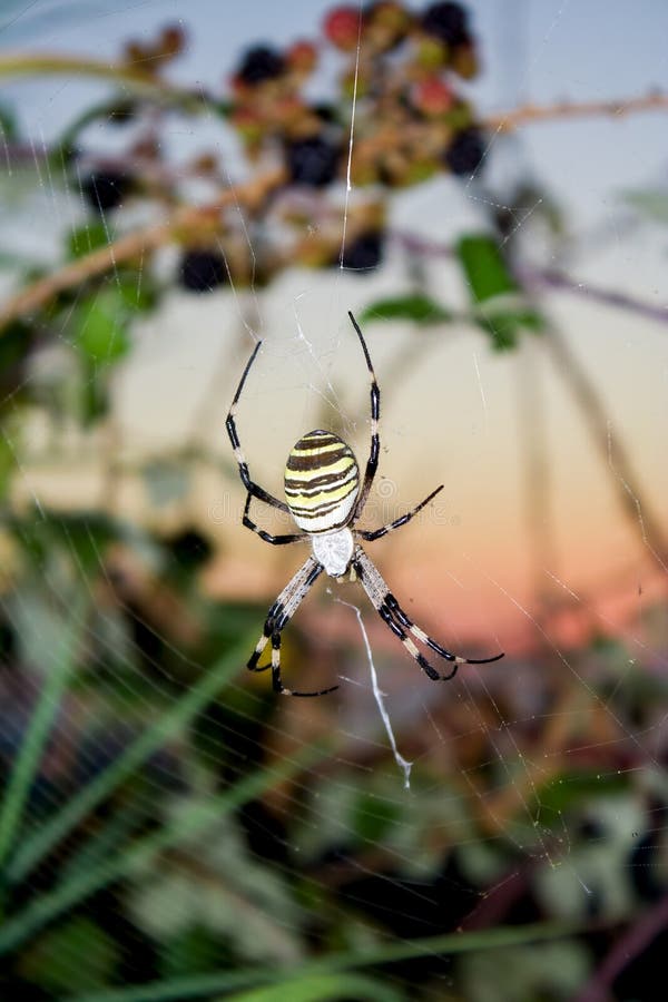 Big Yellow Argiope Spider in Web Stock Photo - Image of paralysis ...