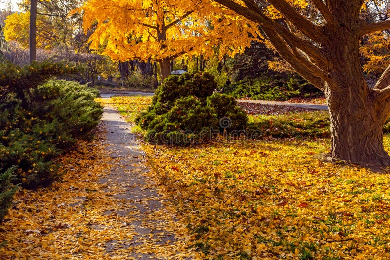 Big Yellow Autumn Gingo Tree in Botanical Garden Stock Photo - Image of ...
