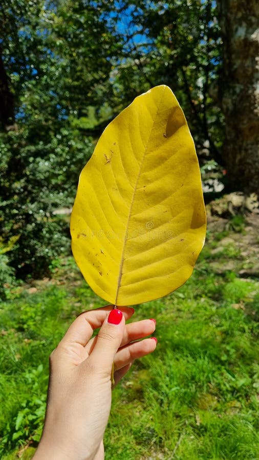 Big Yellow Autumn Leaf in One Hand Stock Photo - Image of leaf, hand ...