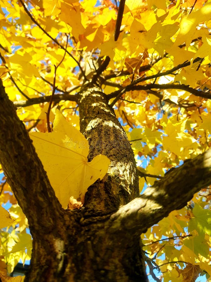 Big yellow autumn tree stock photo. Image of branch - 235375628