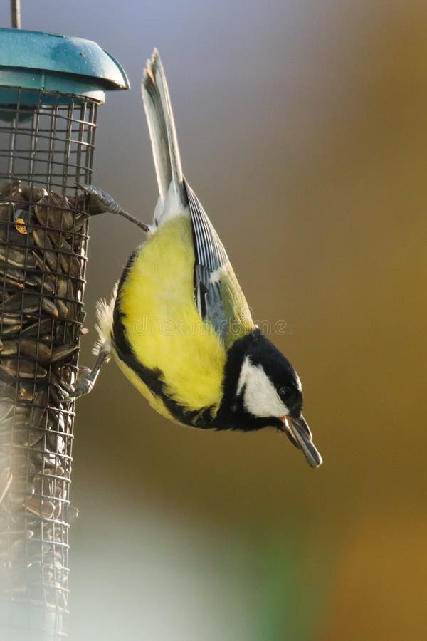 Big Yellow Bird Sitting on a Birdfeeder with a Seed on Its Beak Stock ...