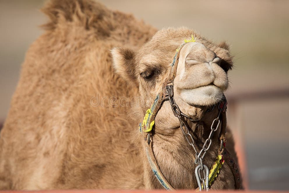 The big yellow camel stock photo. Image of animal, camel - 88054404