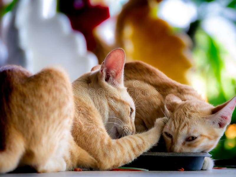 Big Yellow Cat Pushes the Kitty Stock Image - Image of mammal, blur ...