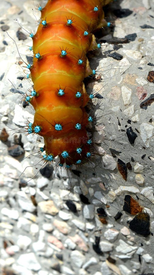 Big yellow caterpillar stock image. Image of garden, natural - 42426047