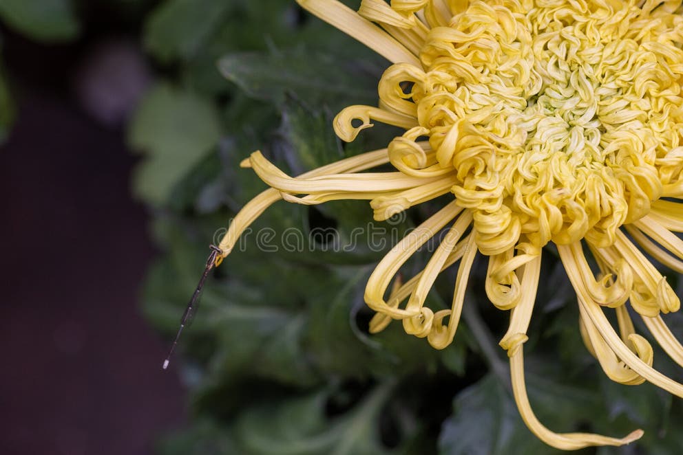 Big Yellow Chrysanthemums in the Park Stock Image - Image of summer ...