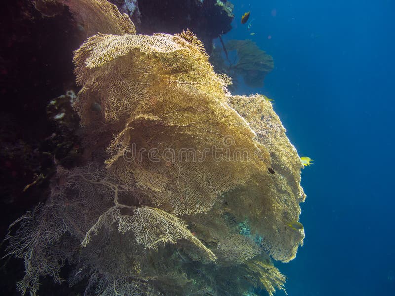 Big Yellow Coral on the Reef Stock Photo - Image of freediving, corals ...