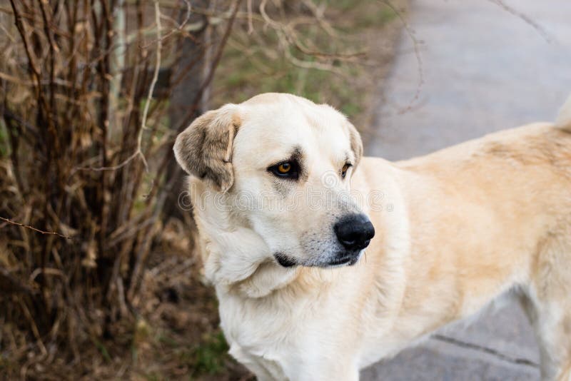 Big yellow dog stock photo. Image of yellow, side, high - 52772988