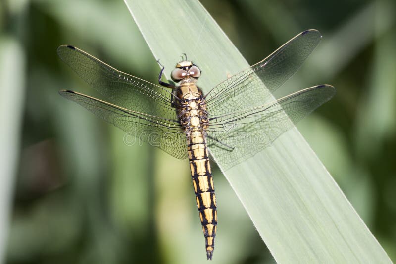 Big Yellow Dragonfly Insect in the Sun Stock Image - Image of large ...