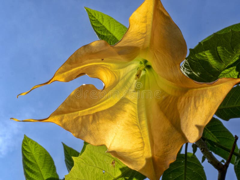 Big yellow durman flower stock photo. Image of blossom - 129295764