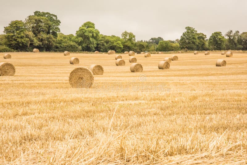 Big Yellow Field after Harvesting. Mowed Wheat Fields Stock Image ...