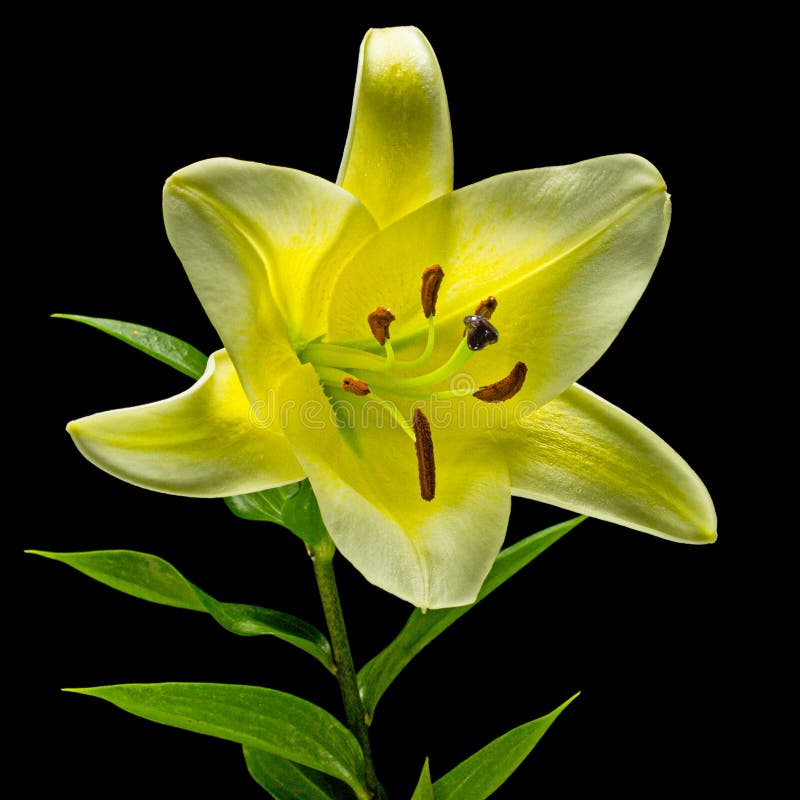 Big Yellow Flower of Brindle Lily, Isolated on Black Background Stock ...