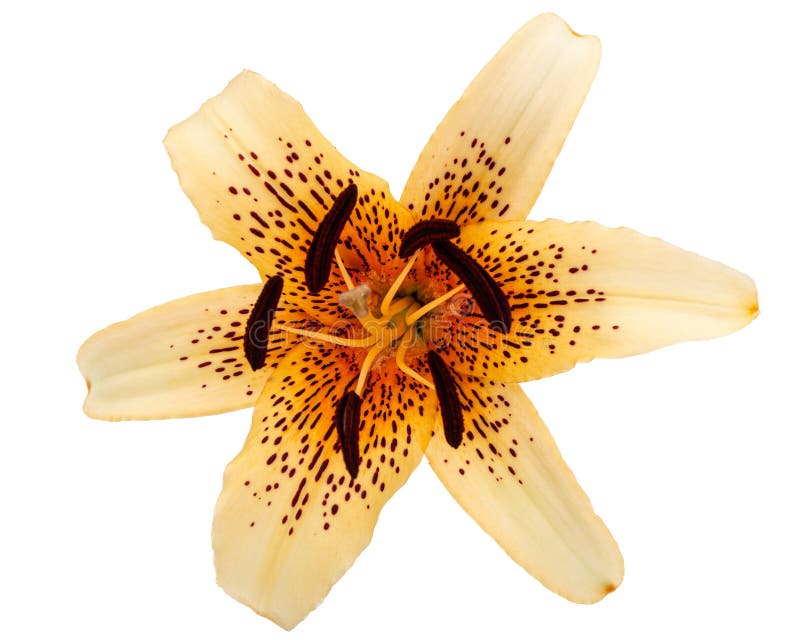 Big Yellow Flower of Brindle Lily, Isolated on White Background Stock ...