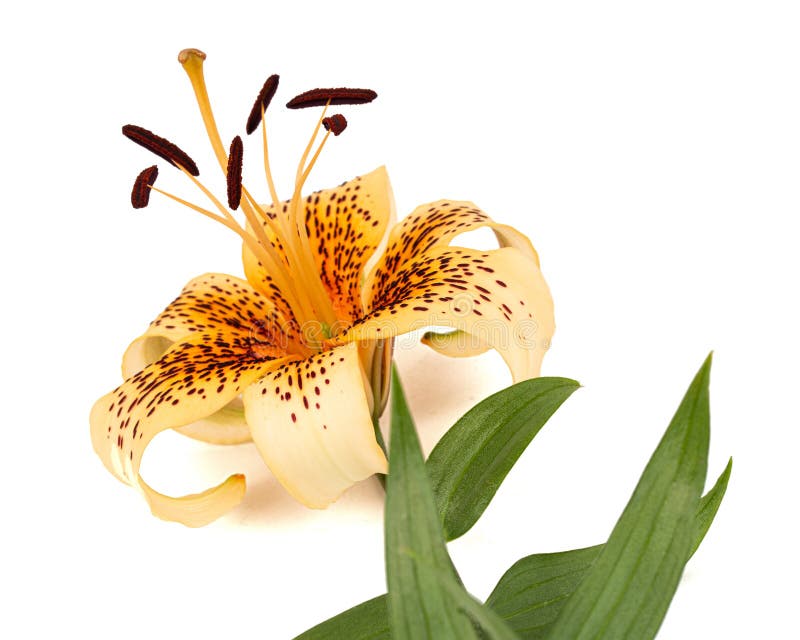 Big Yellow Flower of Brindle Lily, Isolated on White Background Stock ...