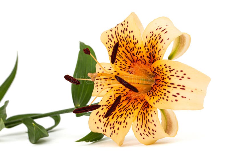 Big Yellow Flower of Brindle Lily, Isolated on White Background Stock ...