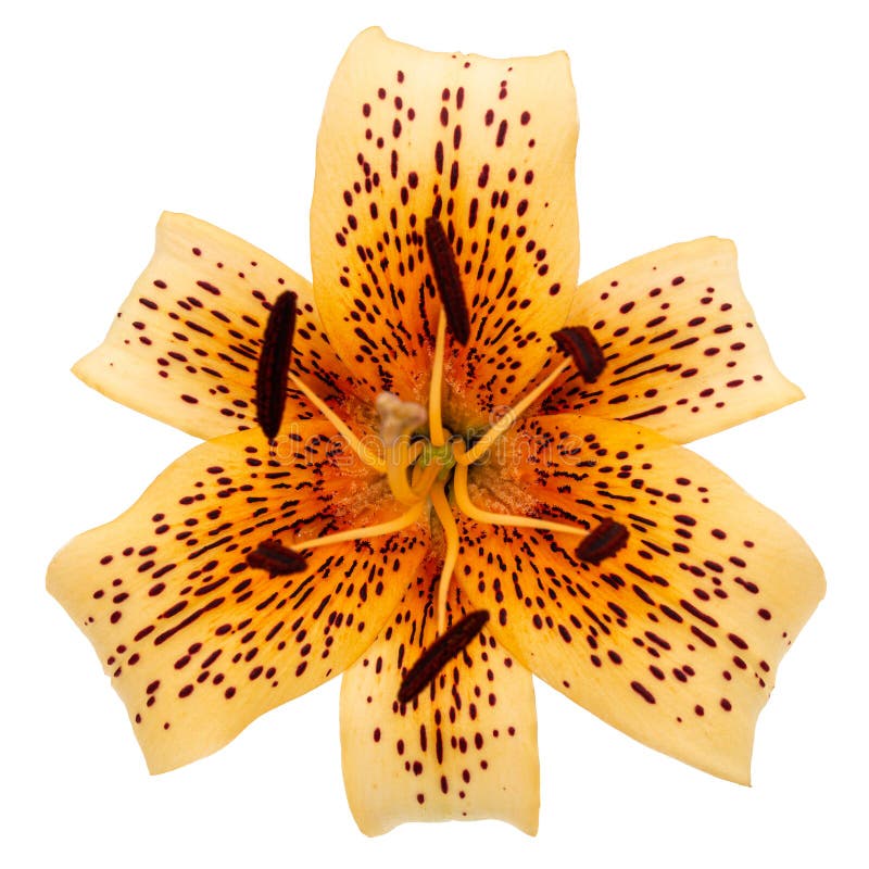 Big Yellow Flower of Brindle Lily, Isolated on White Background Stock ...