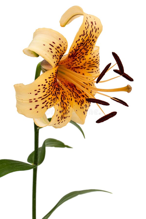 Big Yellow Flower of Brindle Lily, Isolated on White Background Stock ...