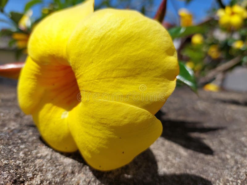 Big Yellow Flower Fallen on the Ground Stock Image - Image of ...