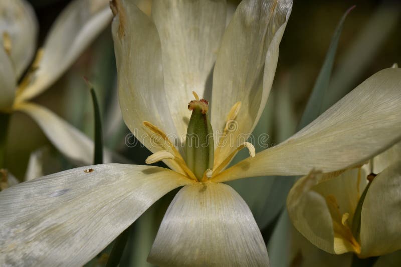 Big yellow flower stock image. Image of spring, yellow - 91817131