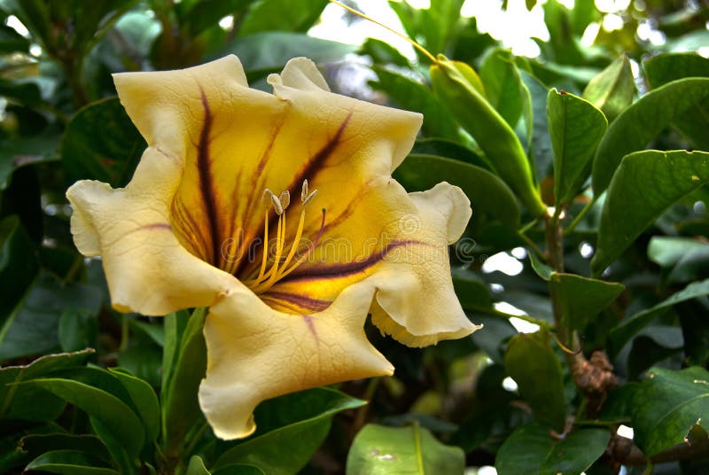 Big Yellow Flower Solandra Maxima Stock Photo - Image of detail ...