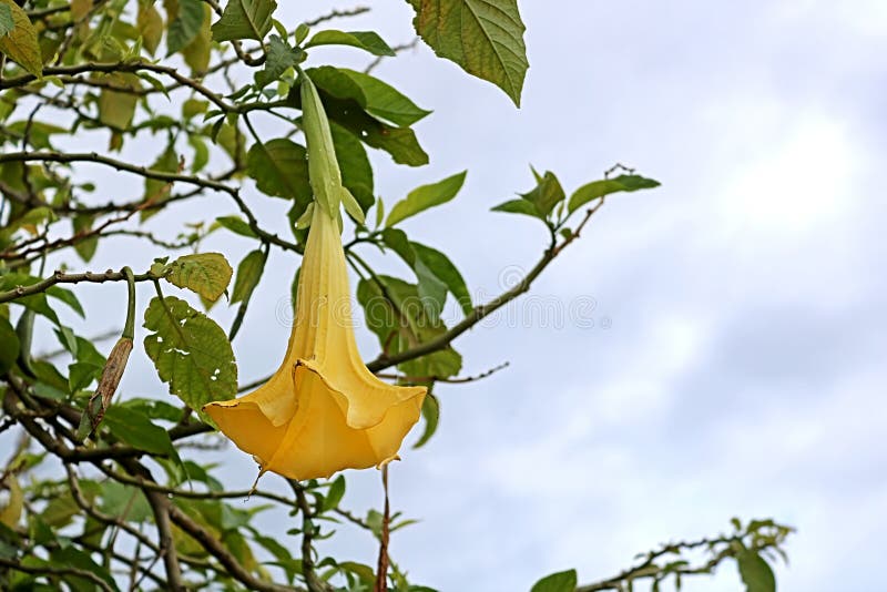 Big Yellow Flower on the Tree Stock Image - Image of mountain, lake ...