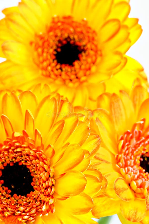Big yellow flowers stock photo. Image of yellow, white - 8088694