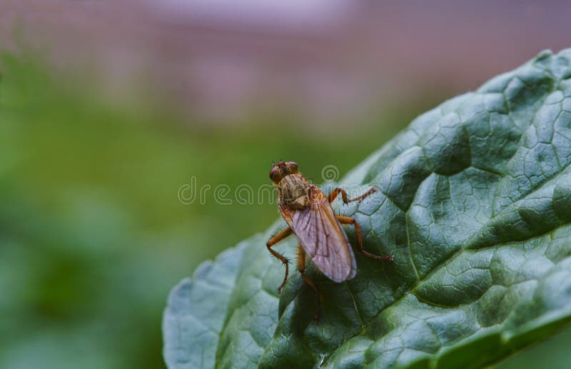 A big yellow fly stock photo. Image of spring, colours - 247400344