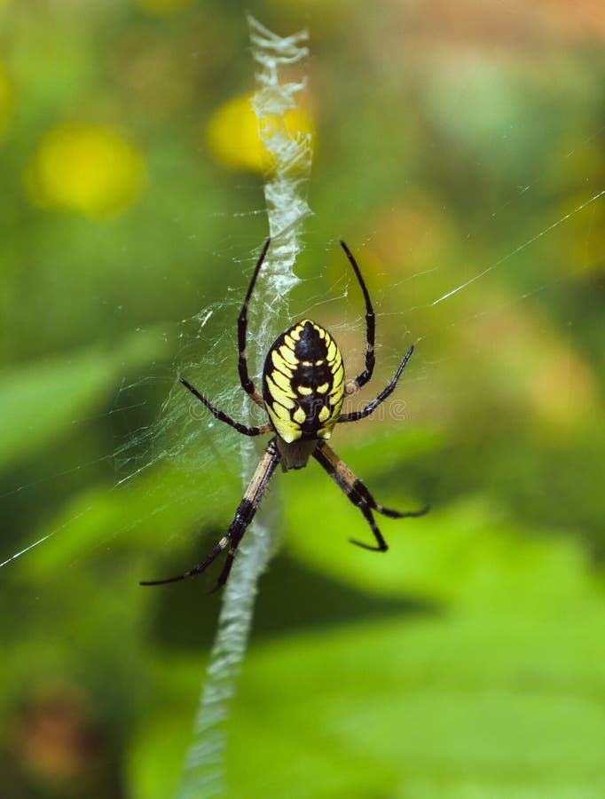 Big Yellow Garden Spider (Argiope Aurantia) on the Web in Closeup Stock ...