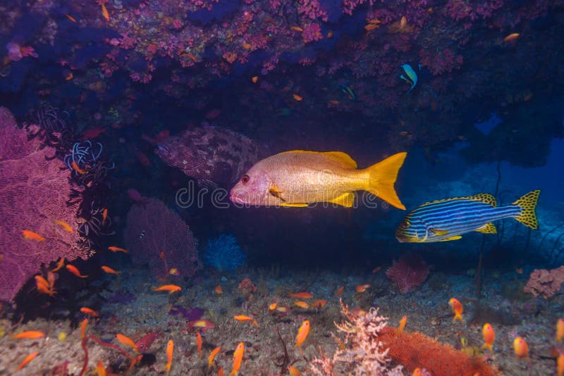 Yellow Grouper, Indian Ocean Underwater Stock Image - Image of ...