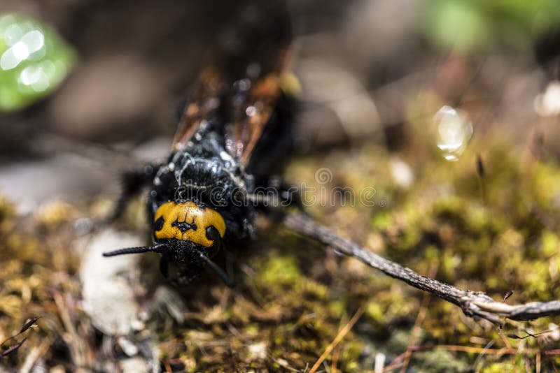 129 Pollen Monster Stock Photos - Free & Royalty-Free Stock Photos from ...