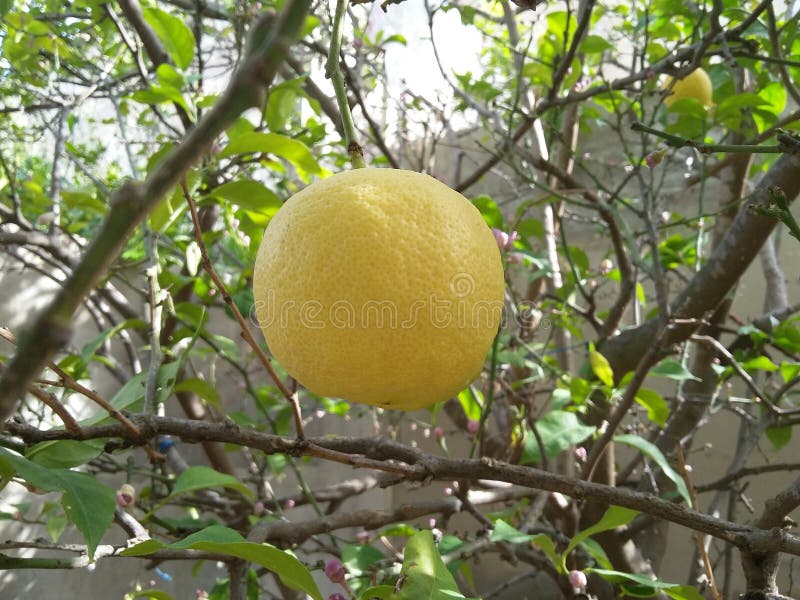 A Big Yellow Lemon Fruit on Tree at Garden. Stock Photo - Image of ...