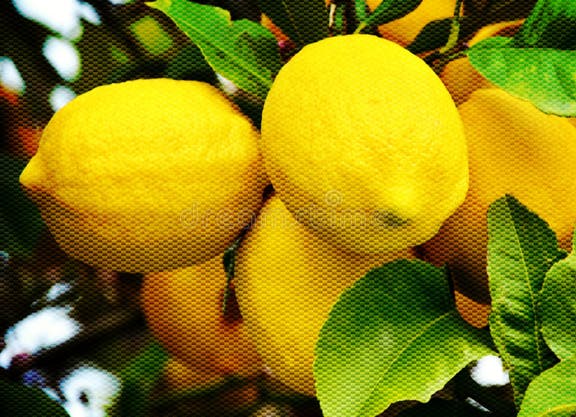 Big yellow Lemons stock image. Image of tree, garden - 101172905