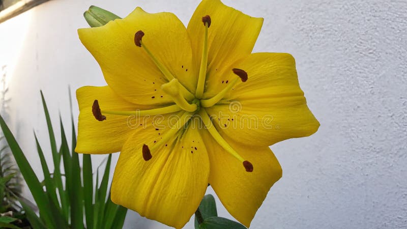 Big yellow lilium stock photo. Image of spring, flower - 340140270