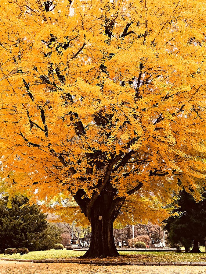 Big Yellow Maple Tree in Japan Park Stock Image - Image of hokkaido ...