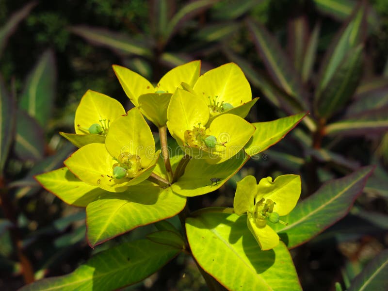 Big yellow milkweed flower stock photo. Image of park - 235811030