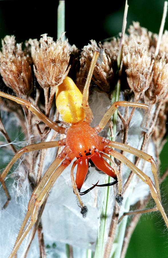 Big Yellow And Orange Spider Stock Photo - Image of france, insect: 5542304