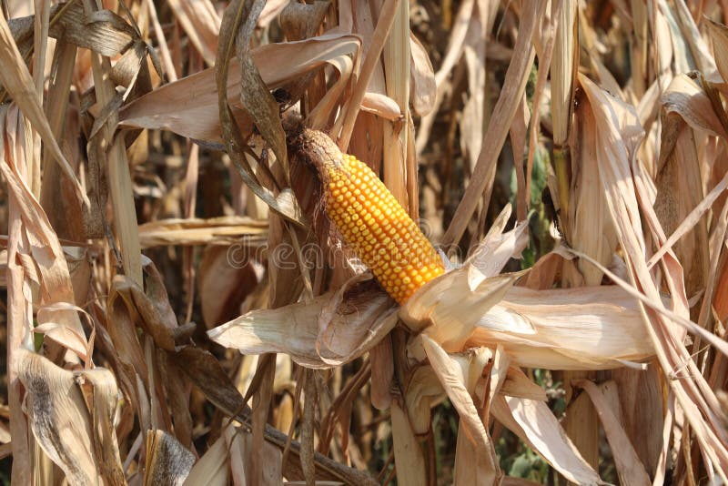 Yellow Panicle of Maize Also Called Corn Cob with Old Toned Effe Stock ... Yellow Panicle of Maize Also Called Corn Cob with Old Toned Effe Stock ...