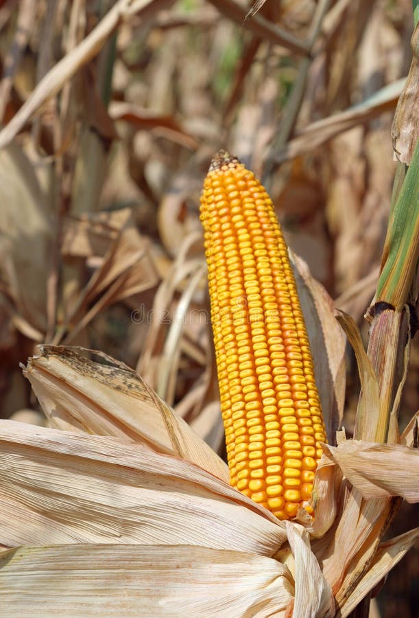 Big Yellow Panicle with Maize Seeds Stock Image - Image of corncob ... Big Yellow Panicle with Maize Seeds Stock Image - Image of corncob ...