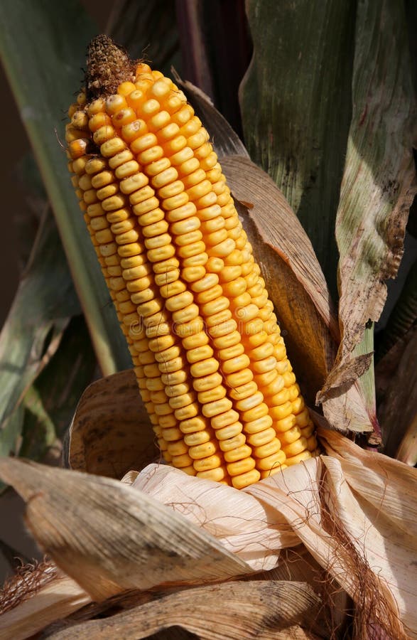 Yellow Panicle of Maize Also Called Corn Cob with Old Toned Effe Stock ... Yellow Panicle of Maize Also Called Corn Cob with Old Toned Effe Stock ...