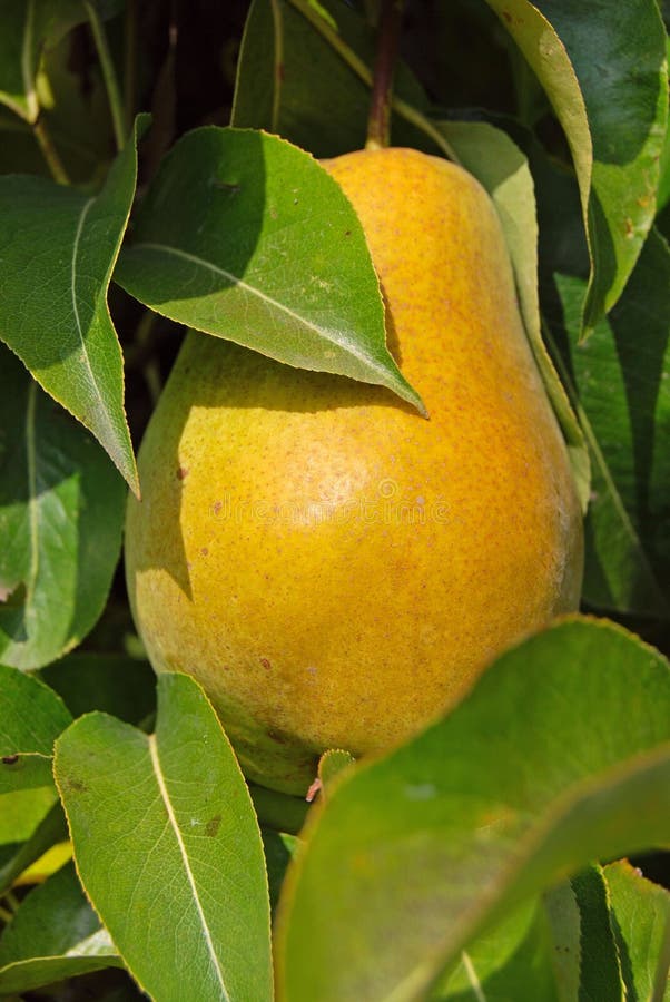Big yellow pear stock image. Image of health, green, fruit - 16821743