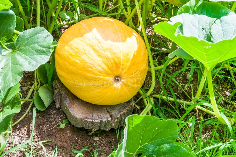 Big yellow pumpkin. stock photo. Image of light, yellow - 72356738