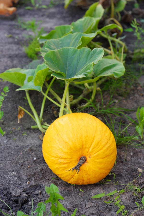 Big yellow pumpkin stock image. Image of summer, agriculture - 43975995