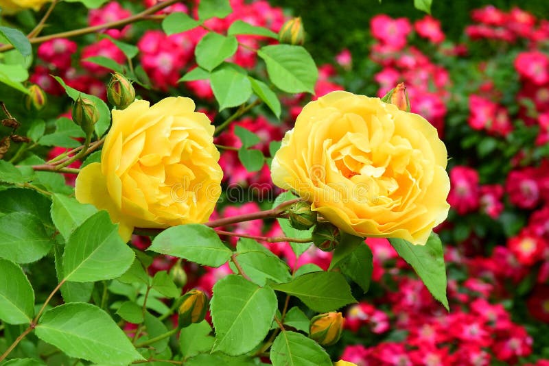 Yellow Rose Bushes Types